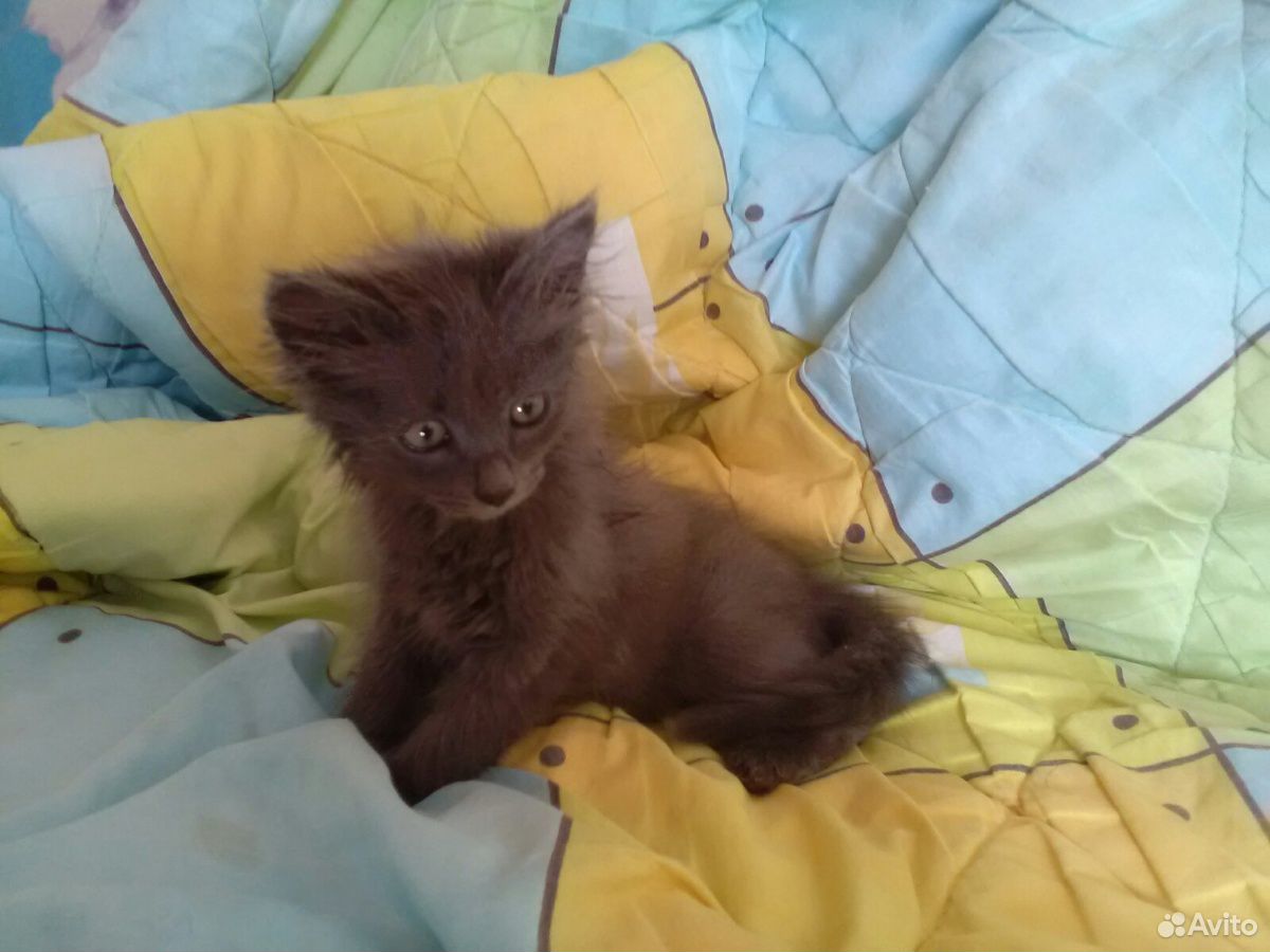 Замурчательный котенок в добрые руки