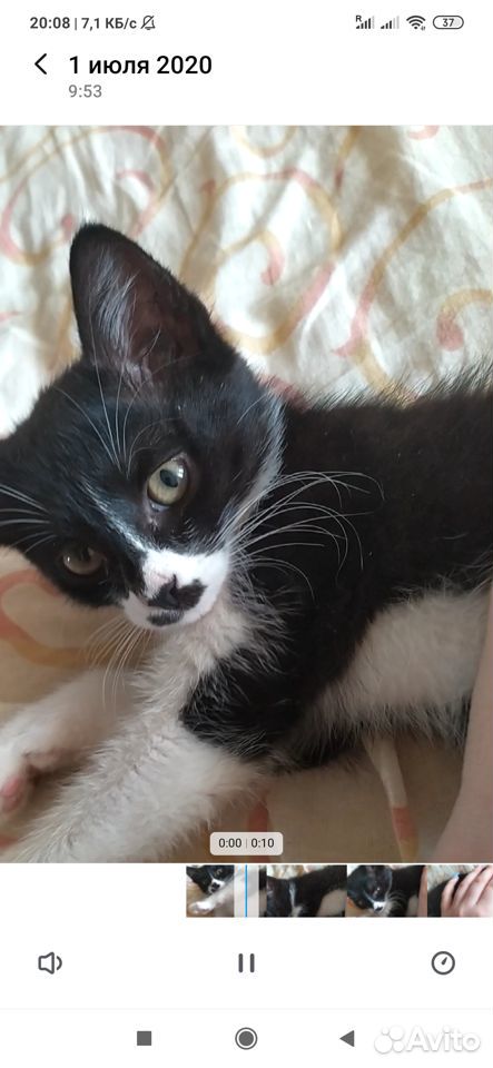 Котенок, девочка. Очень дружелюбная