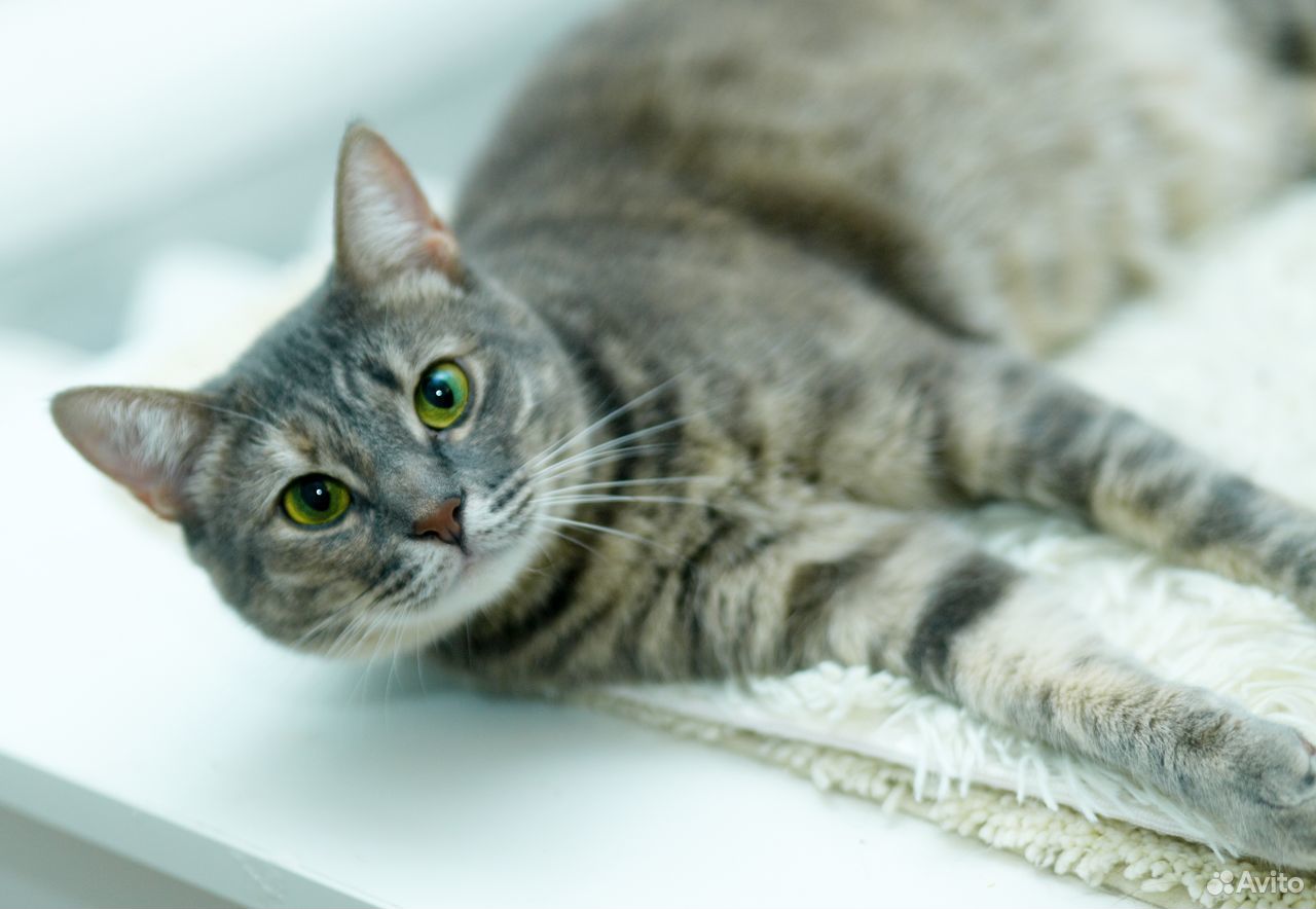 Кошка, 2 года