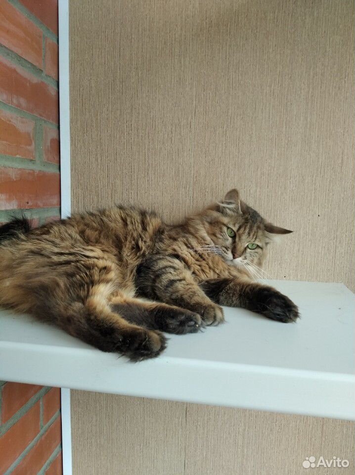 Кошка Курильский бобтейл