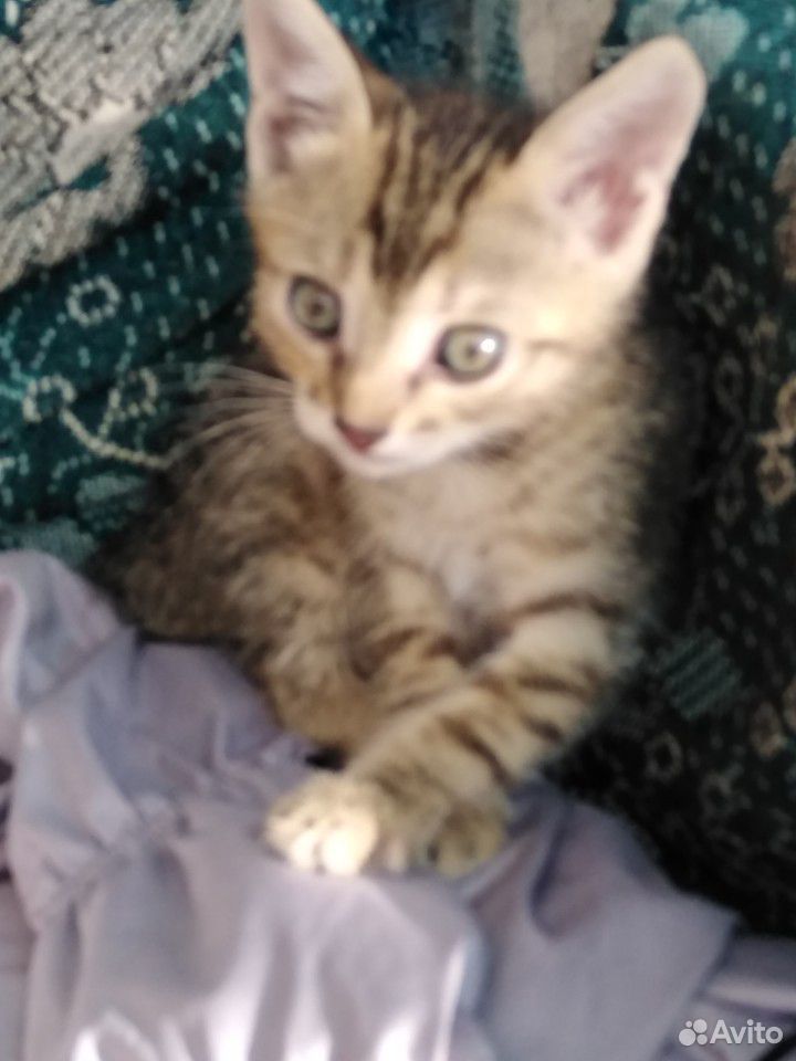 Красивые и умые котята, окрас саванна