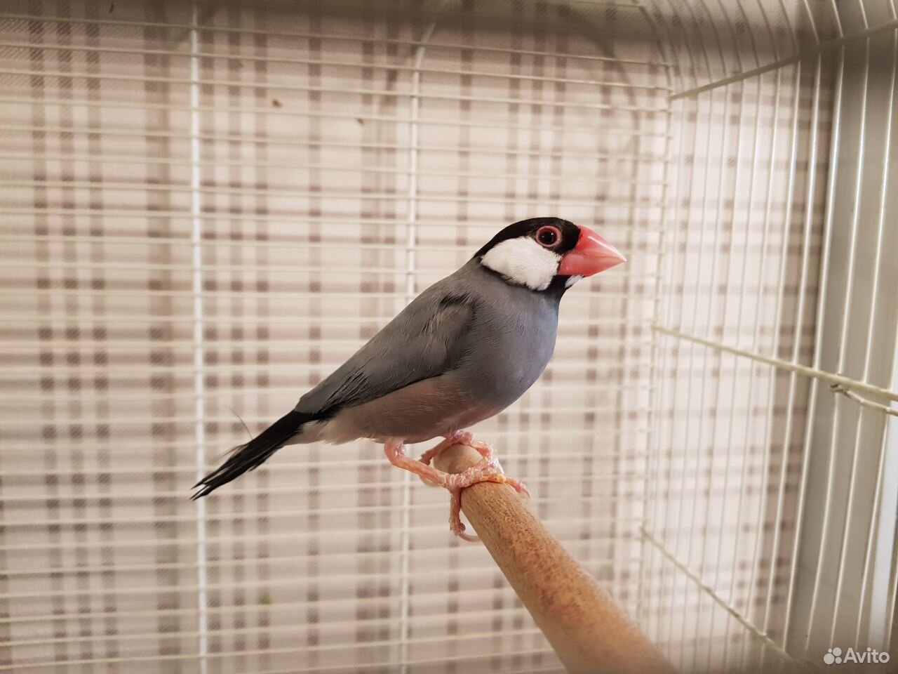 Амадин рисовый