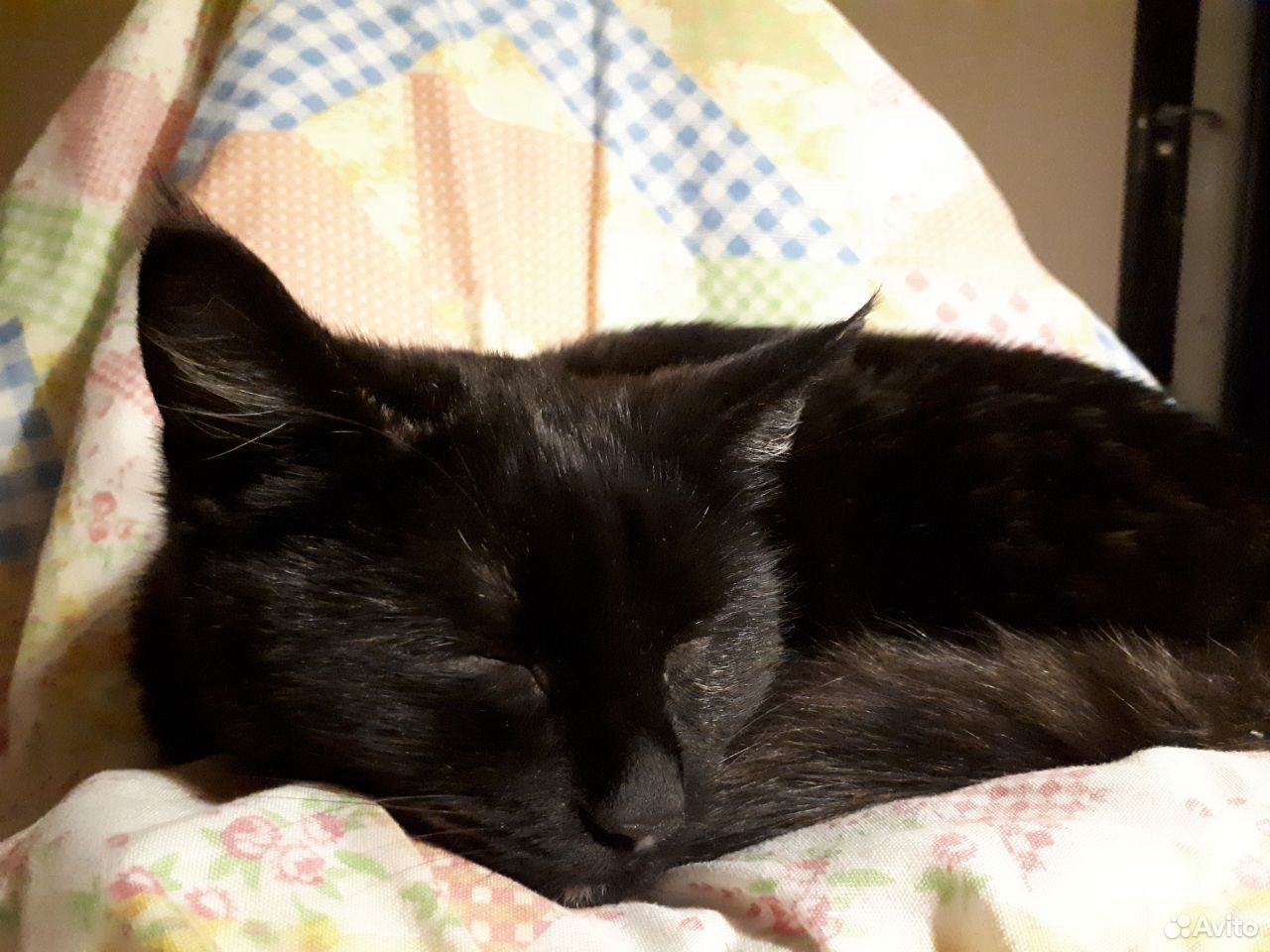 Кошка