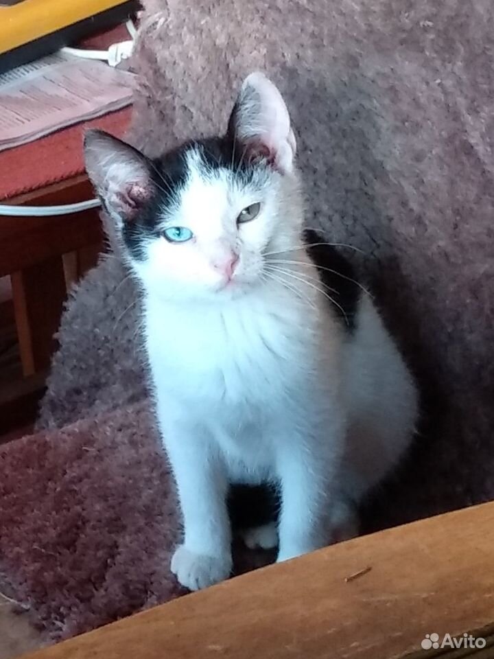 Чудесная девочка в дар