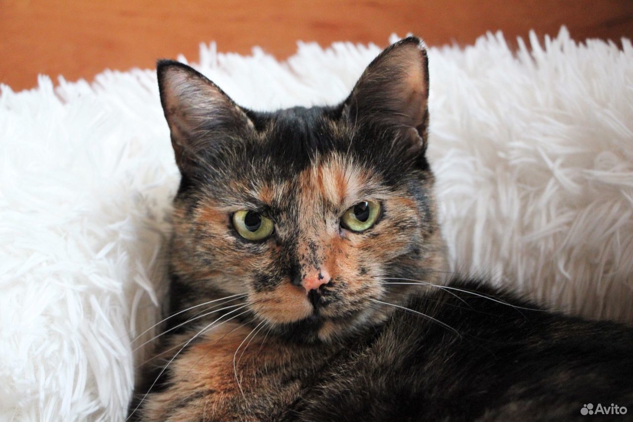 Веснушка ищет дом