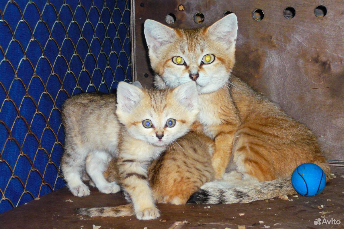 Котята бархатного кота.июльские малыши