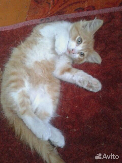 Котик