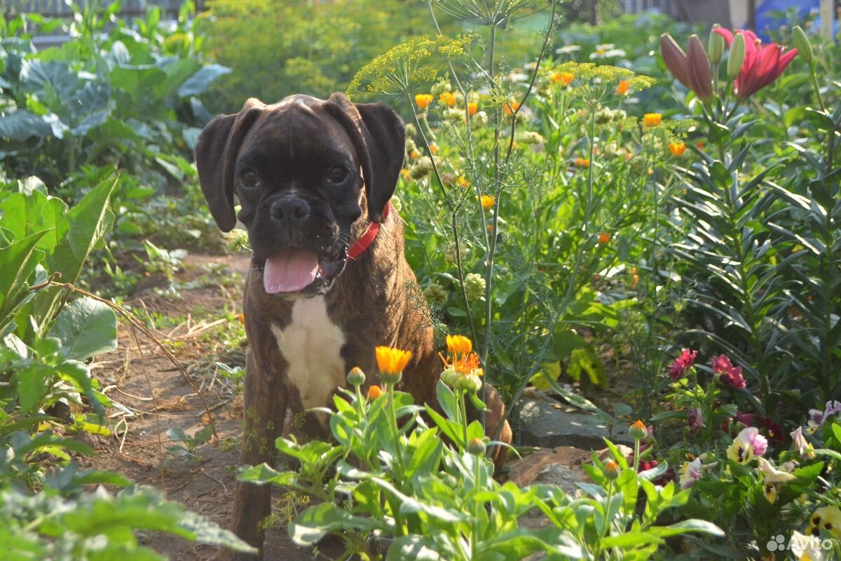 Девчушка-веселушка