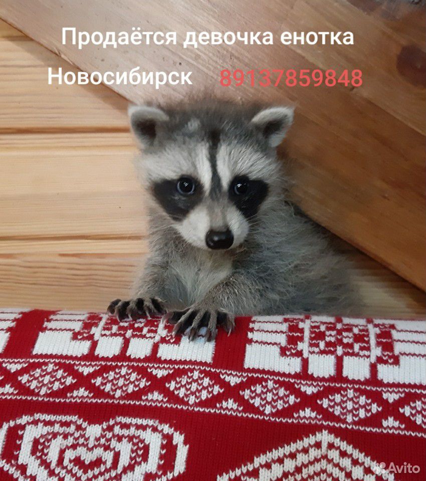 Продается девочка енот-полоскун