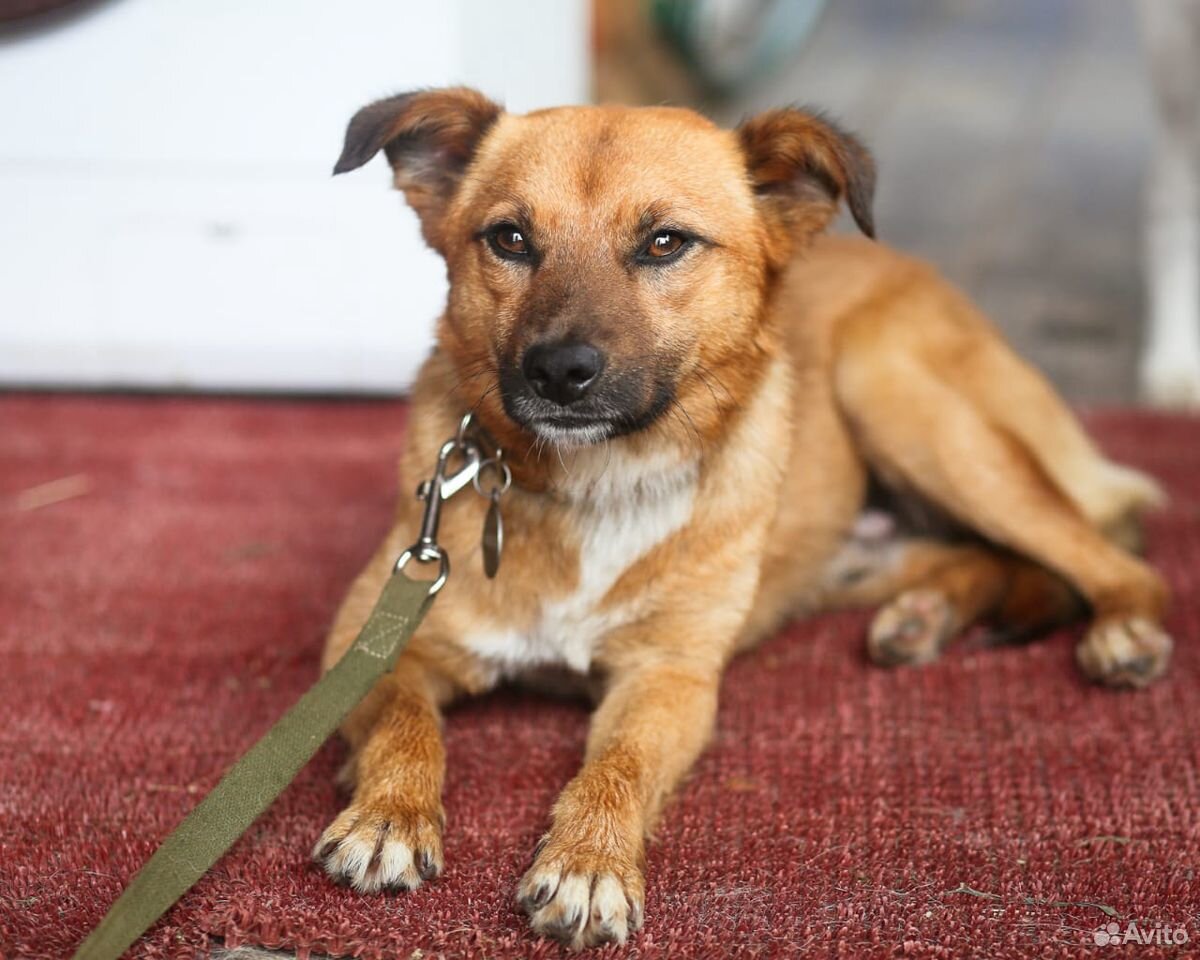 Небольшой компанейский пёсик ищет дом