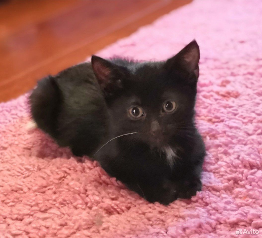 Котенок-чертенок в добрые руки