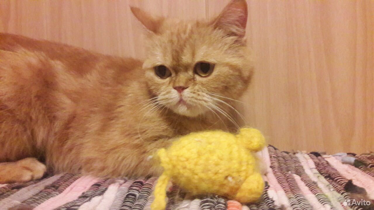 Кошка Йоко ищет дом