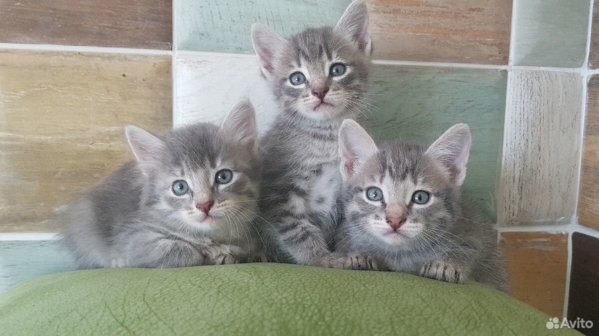 Котенок