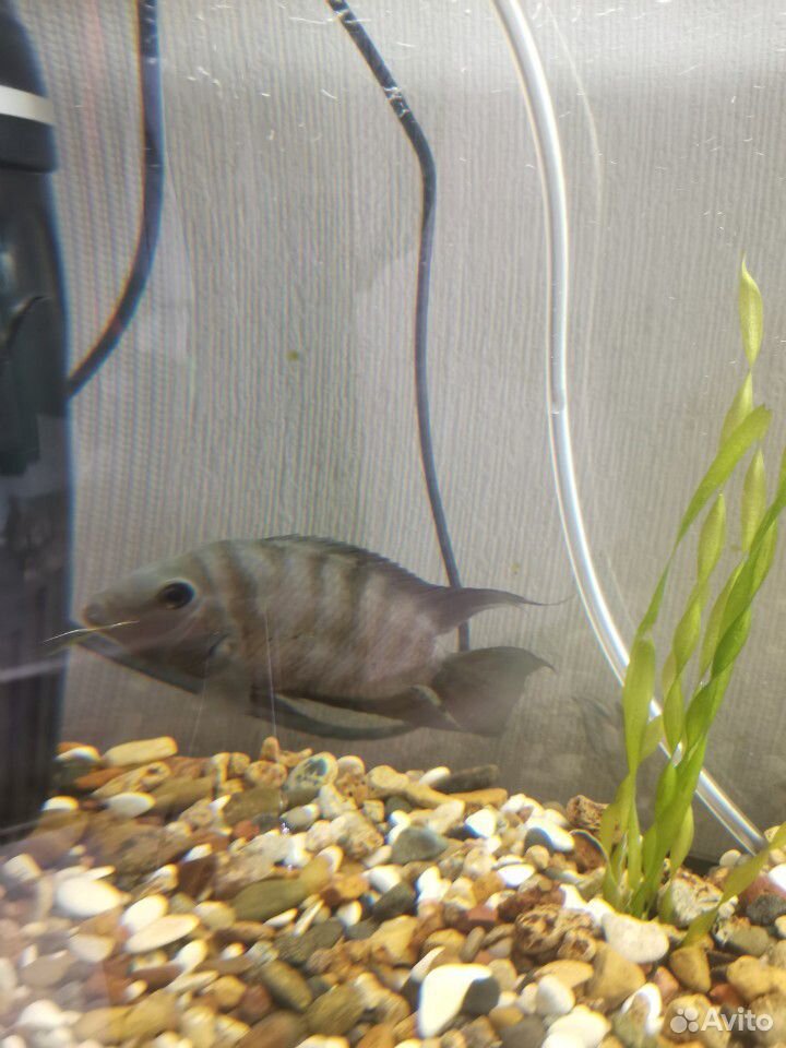 Рыба цихлида чернополосая мальчик