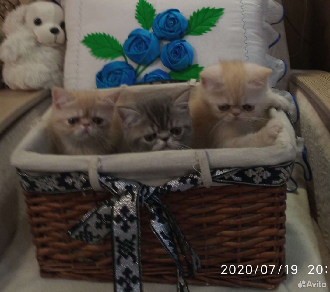 Экзотические котята