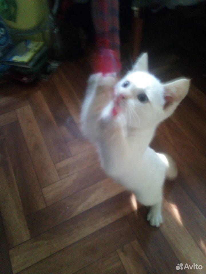Котёнок белый