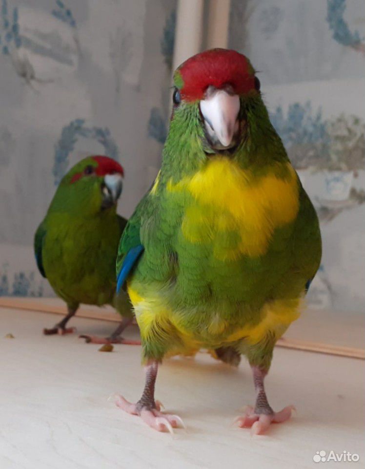 Какарики птенцы, ручные выкормыши