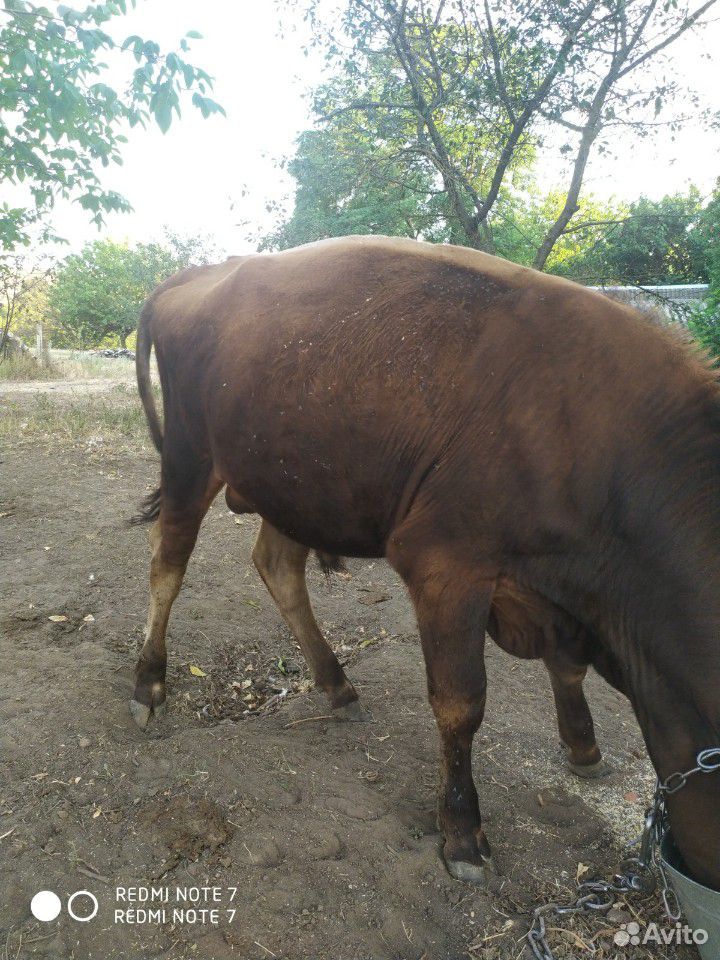 Бычок джерси