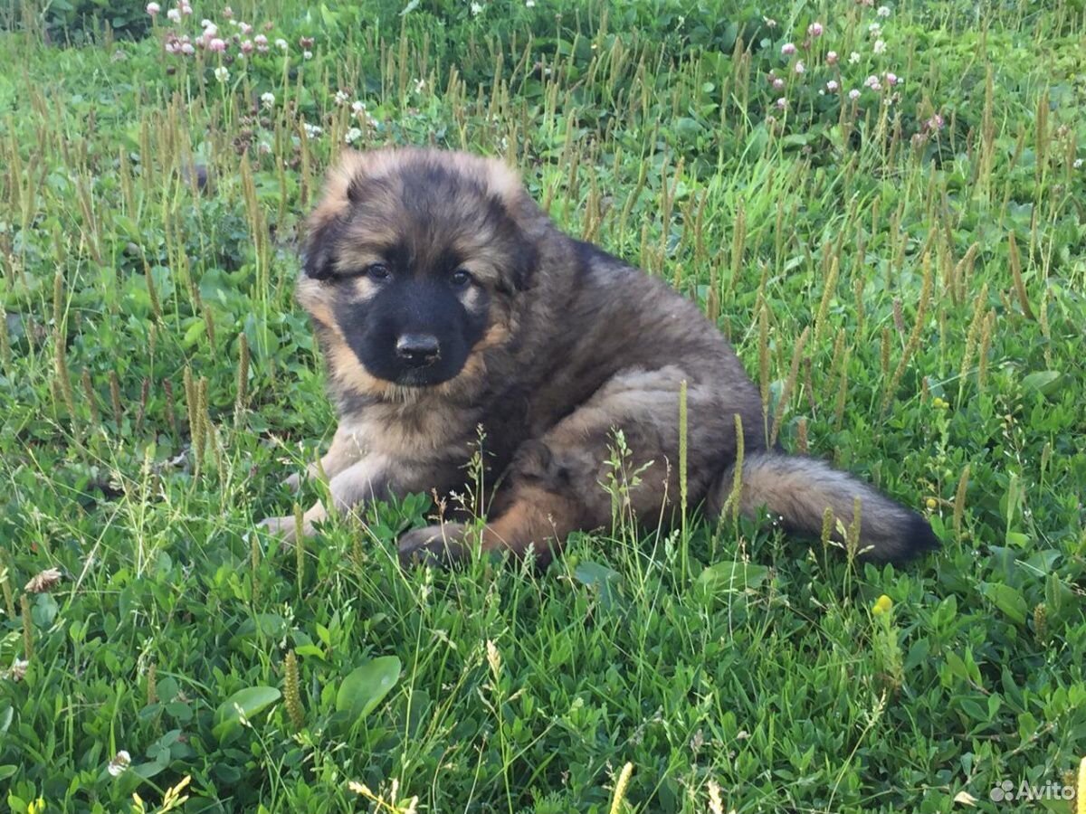 Немецкая овчарка