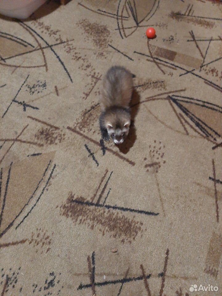 Хорек