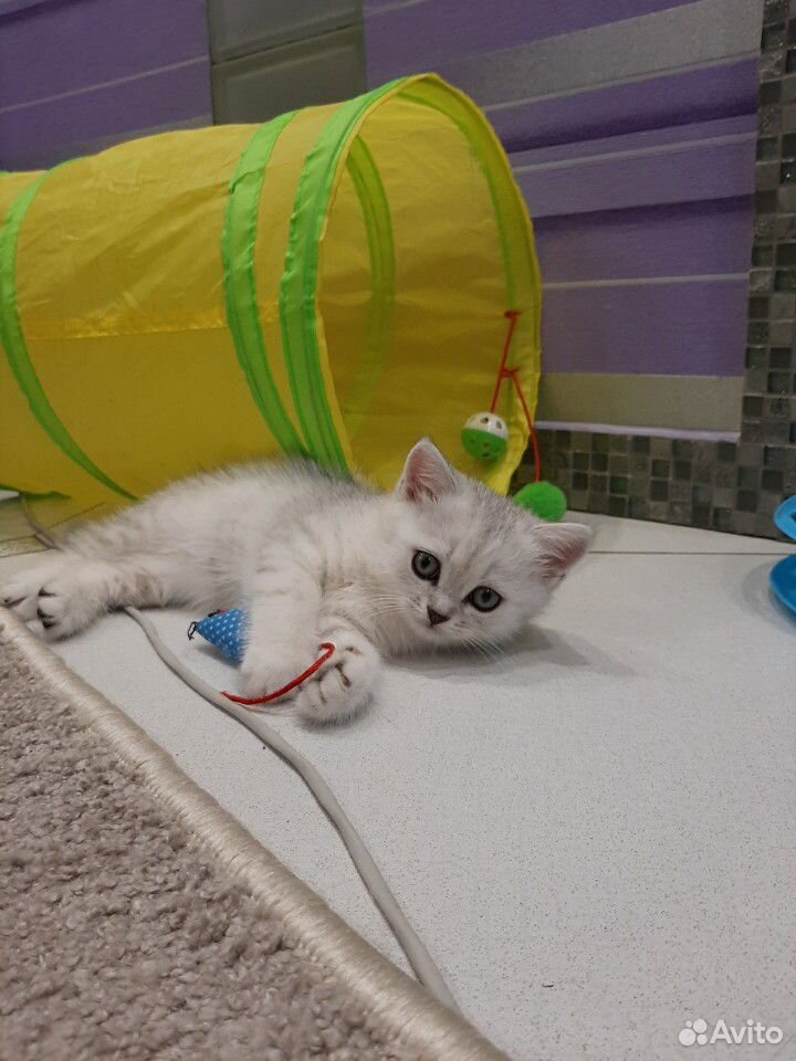 Котик