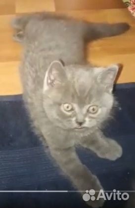 Продается котенок