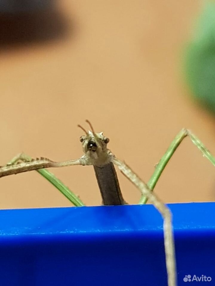 Анамские палочники