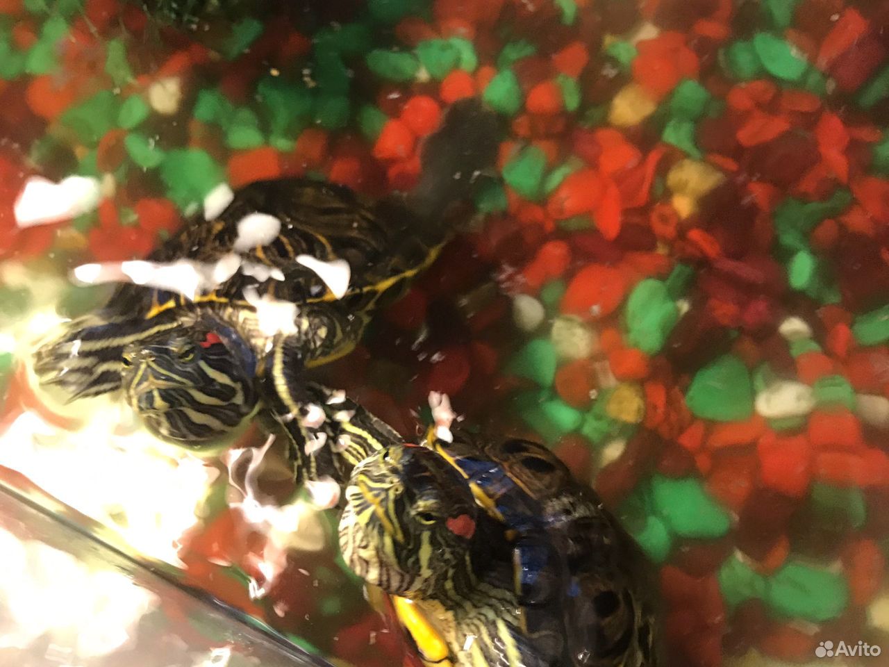 Черепахи красно-ухие