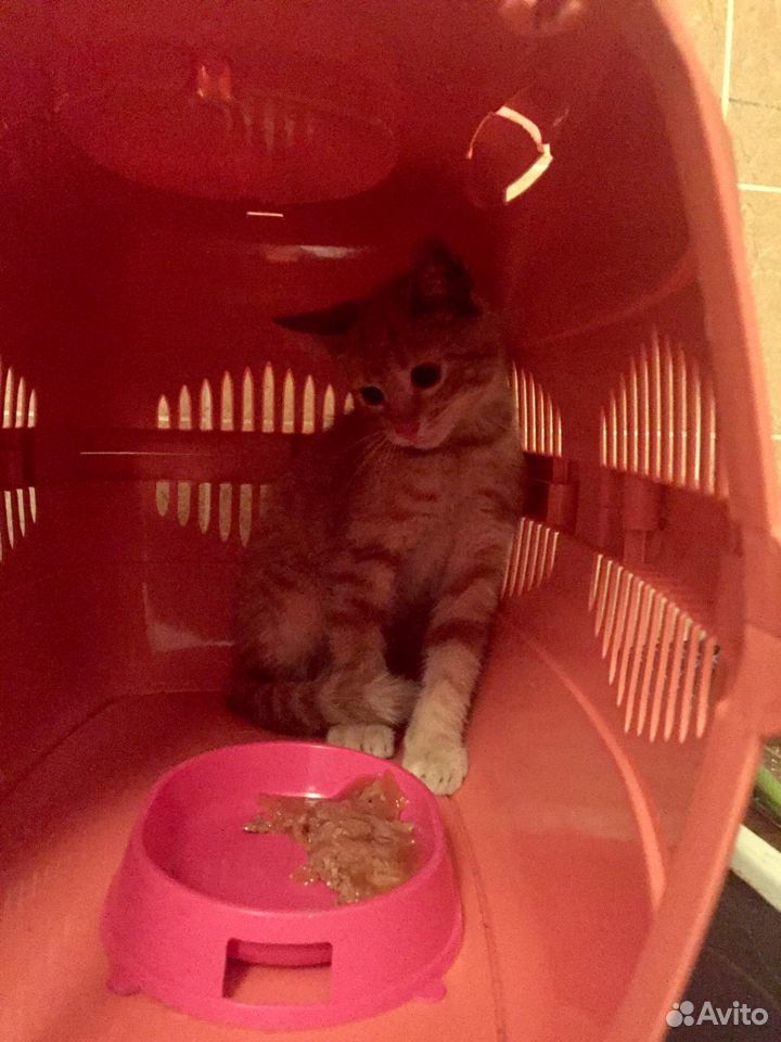 Котёнок