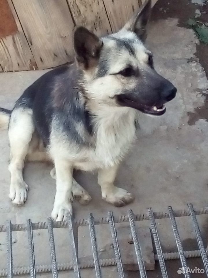 Молодая собака, девочка ищет дом