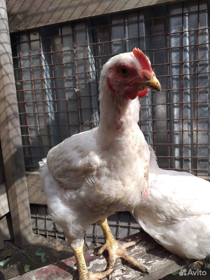 Бролейры Куры