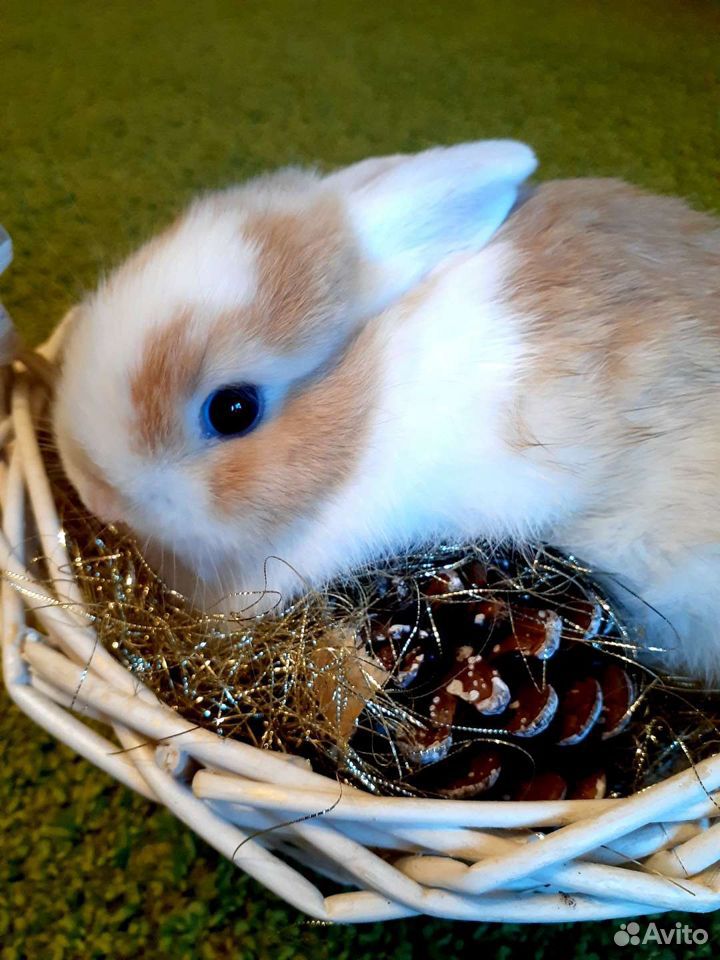 Декоративные Кролики