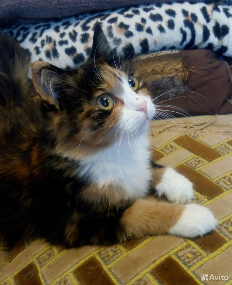 Анфиса ищет дом