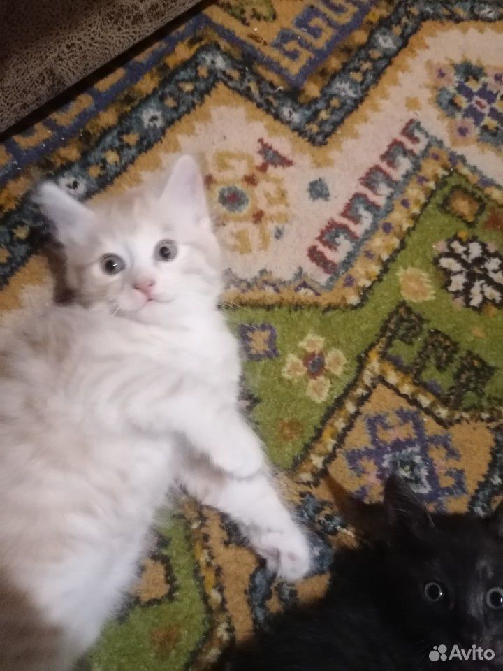 Кошка
