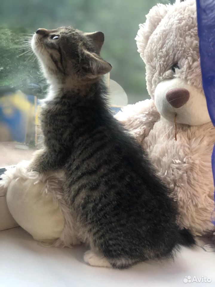 Котомальчик в добрые ручки