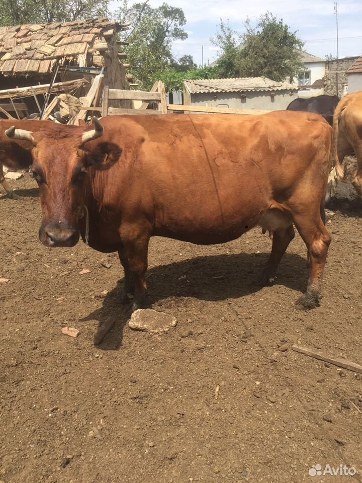Корова и телки красно степной породы