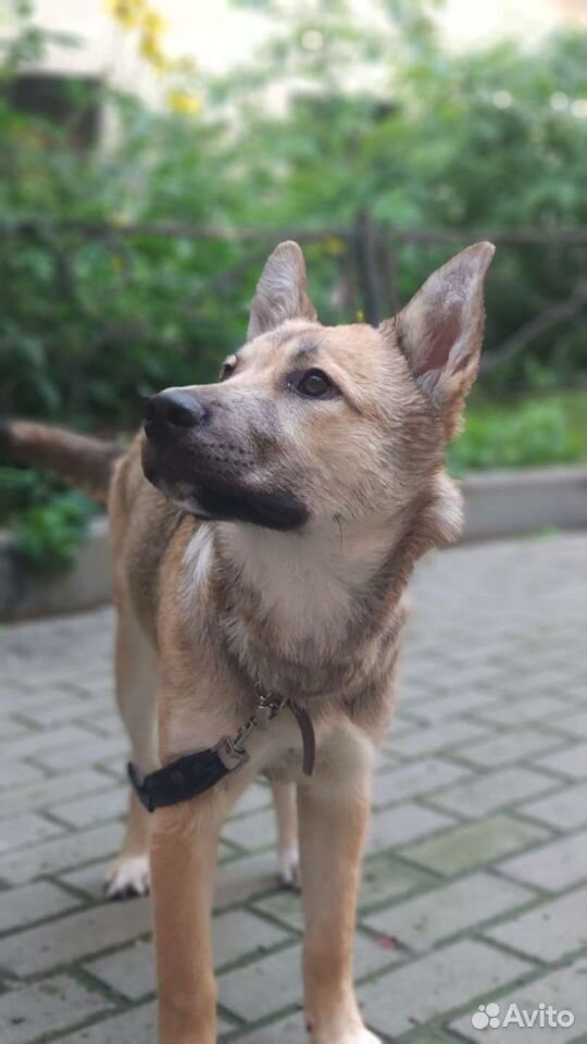 Малышка Лиза ищет семью