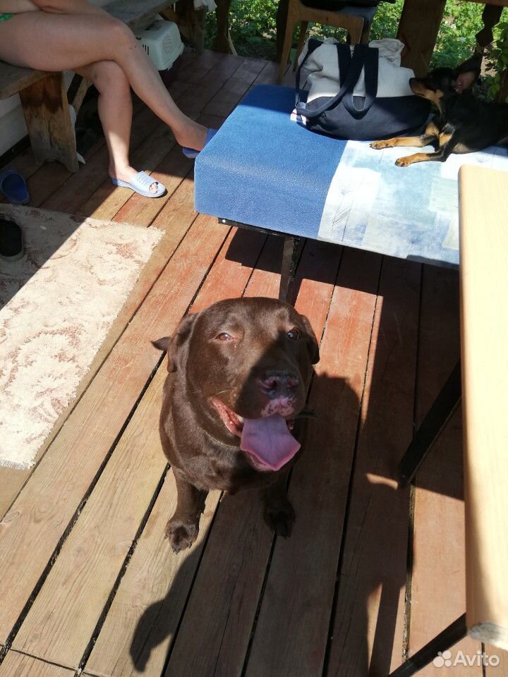 Лобрадор вязка девочка