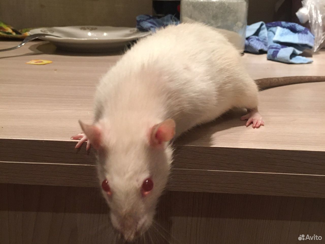 Крыса с клеткой