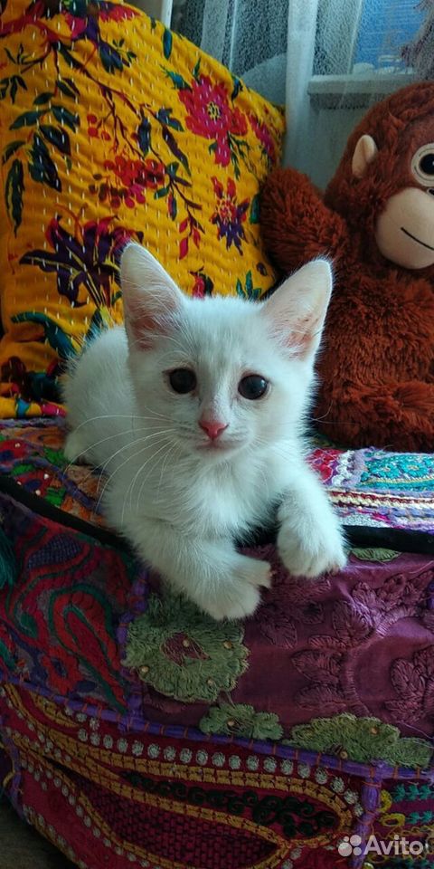 Котенок в ответственные руки