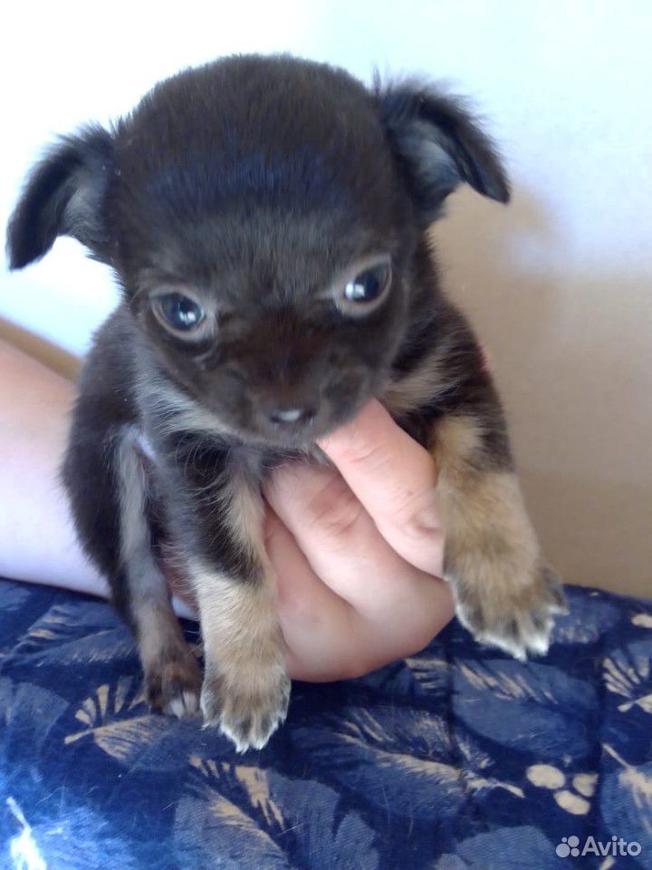 Курносая красотка