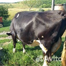 Продам молочную корову