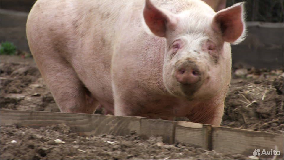 Кабан на мясо