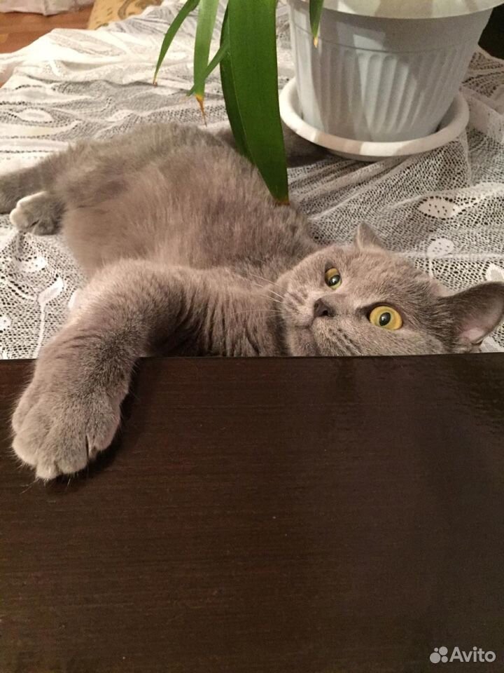 Британка или шотландка
