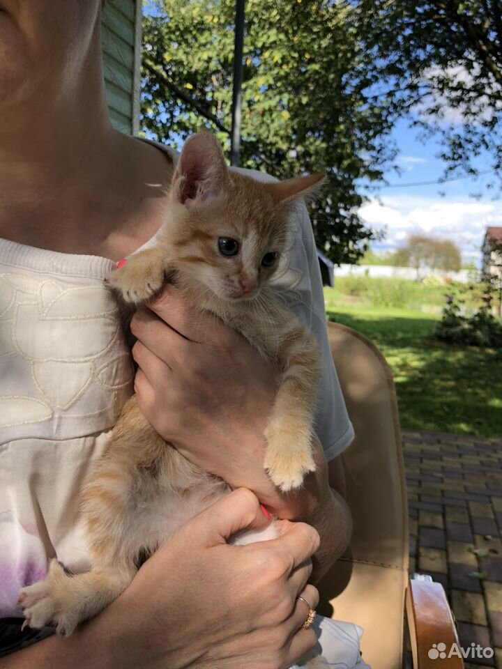 Котята