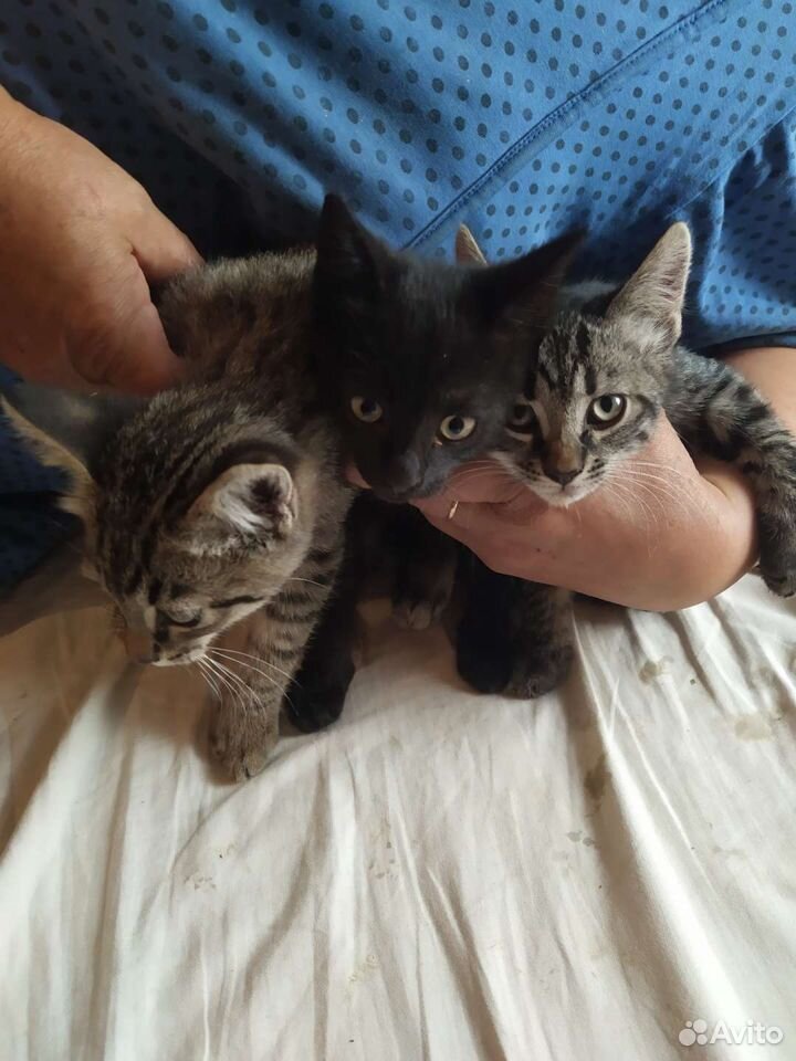 Три кота