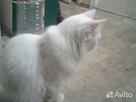 Отдам в хорошие руки кошку Турецкая ангора зовут М