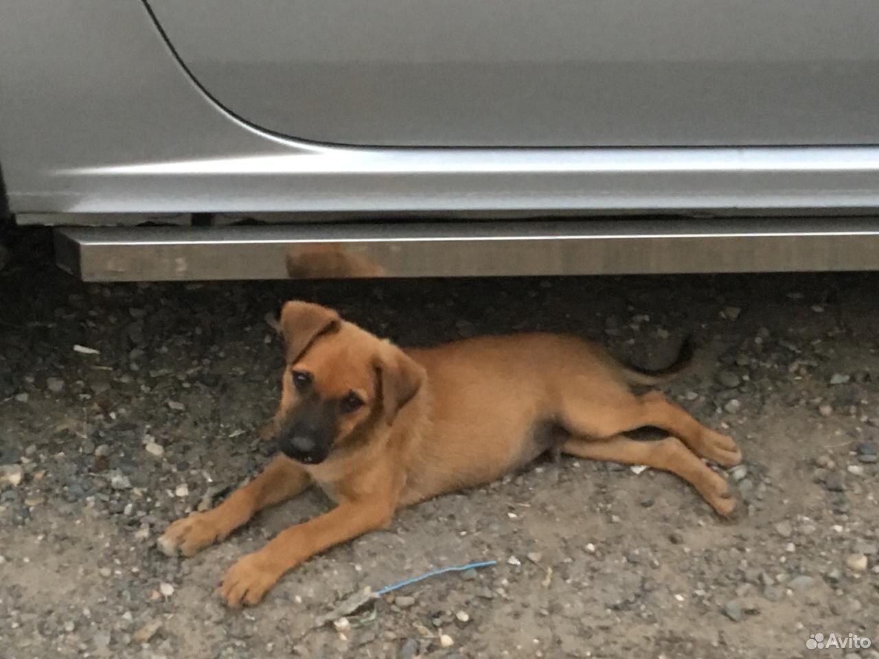 Ищет дом щенок не крупной Собачки Тимми