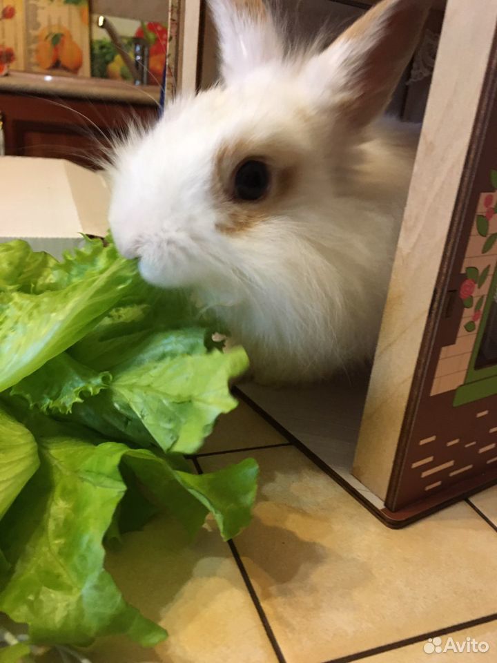 Кролик карликовый 4 месяца