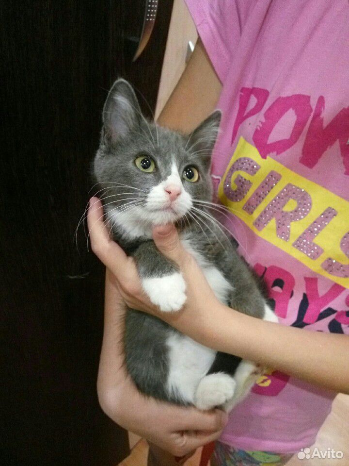 Необыкновенный котенок по имени Ася